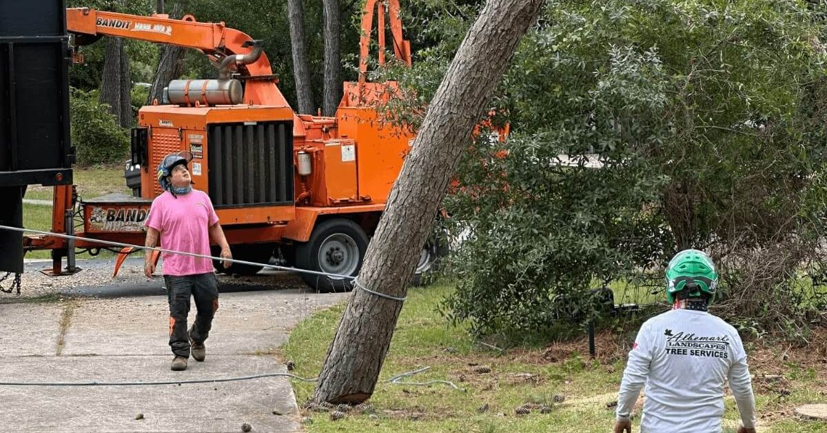 Tree Removal Kill Devil Hills, NC | Call (252) 256-9128