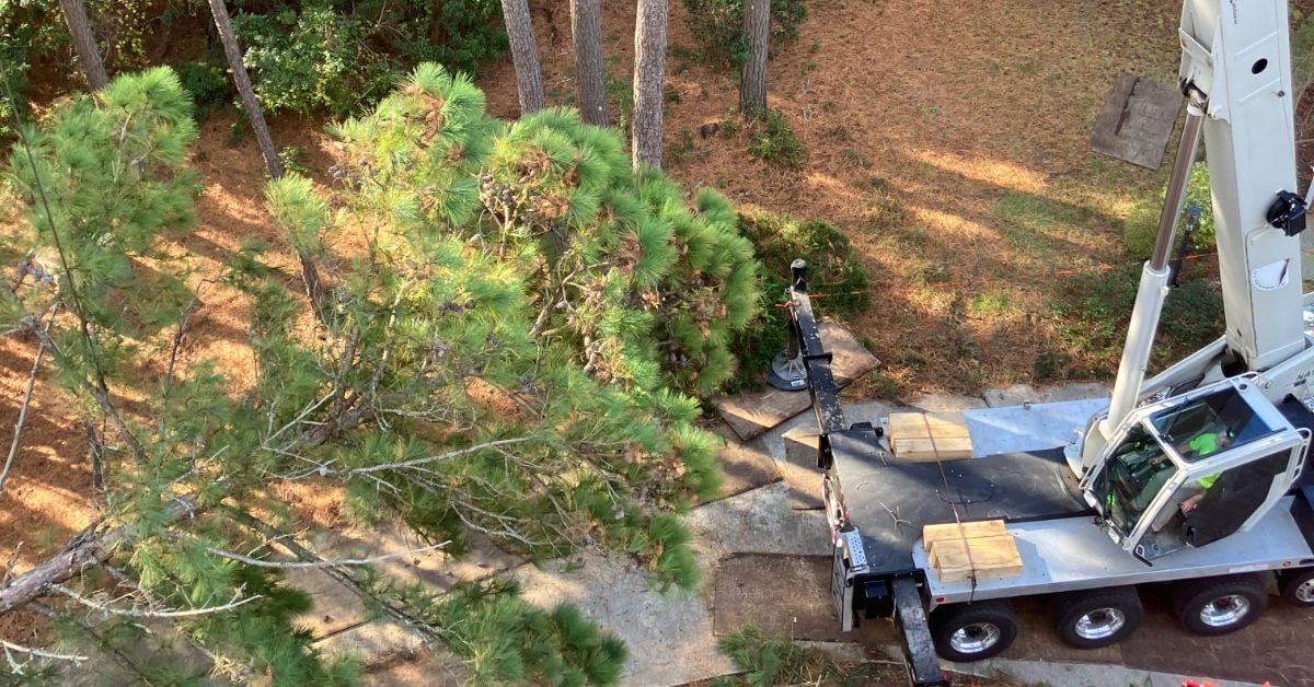 Winter Tree Maintenance for the Outer Banks, NC