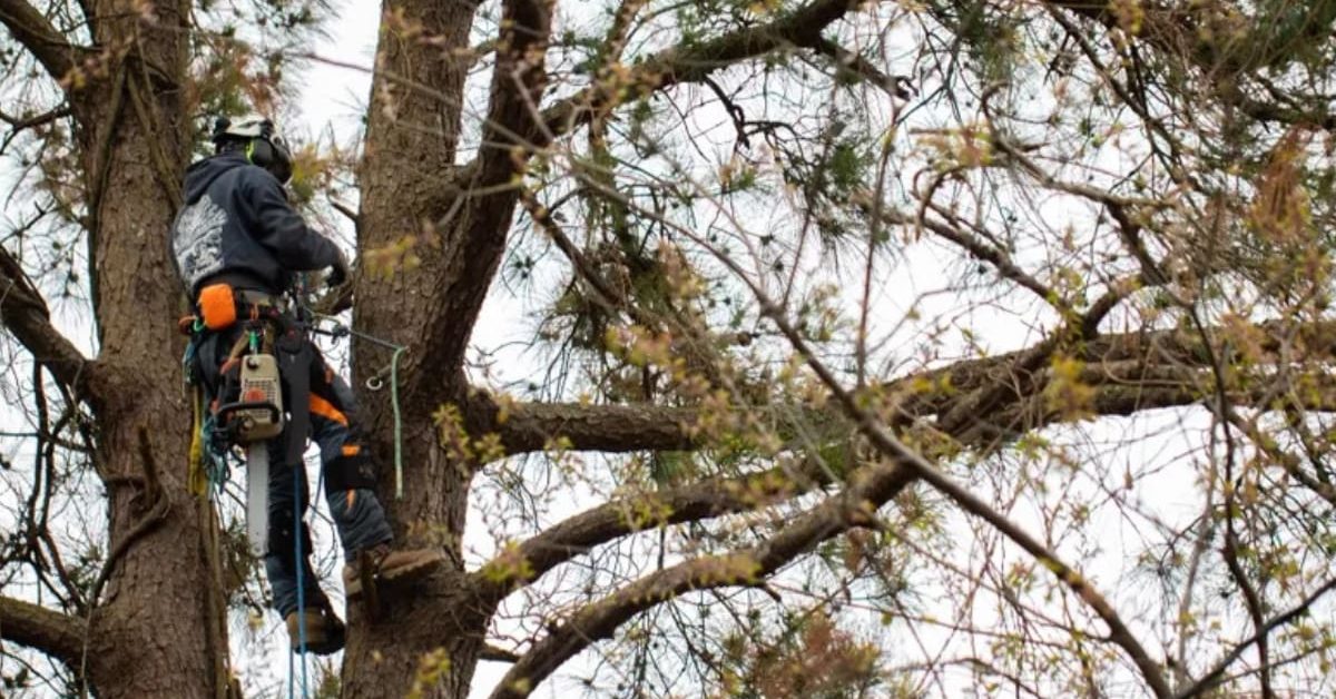 OBX NC Tree Limb Removal | Fast Help for Hazardous Branches
